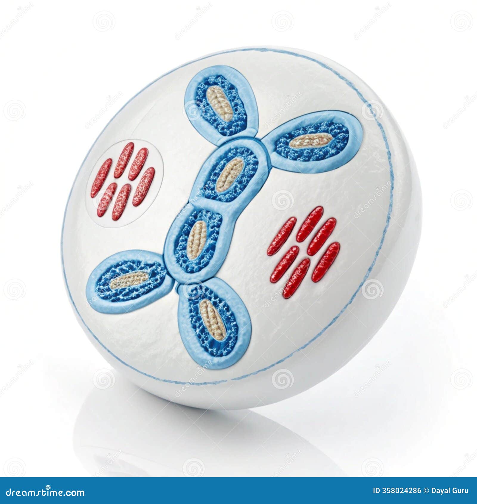 Model Of Mitosis Phases. Cell Division. An Example Of Plasticine ...