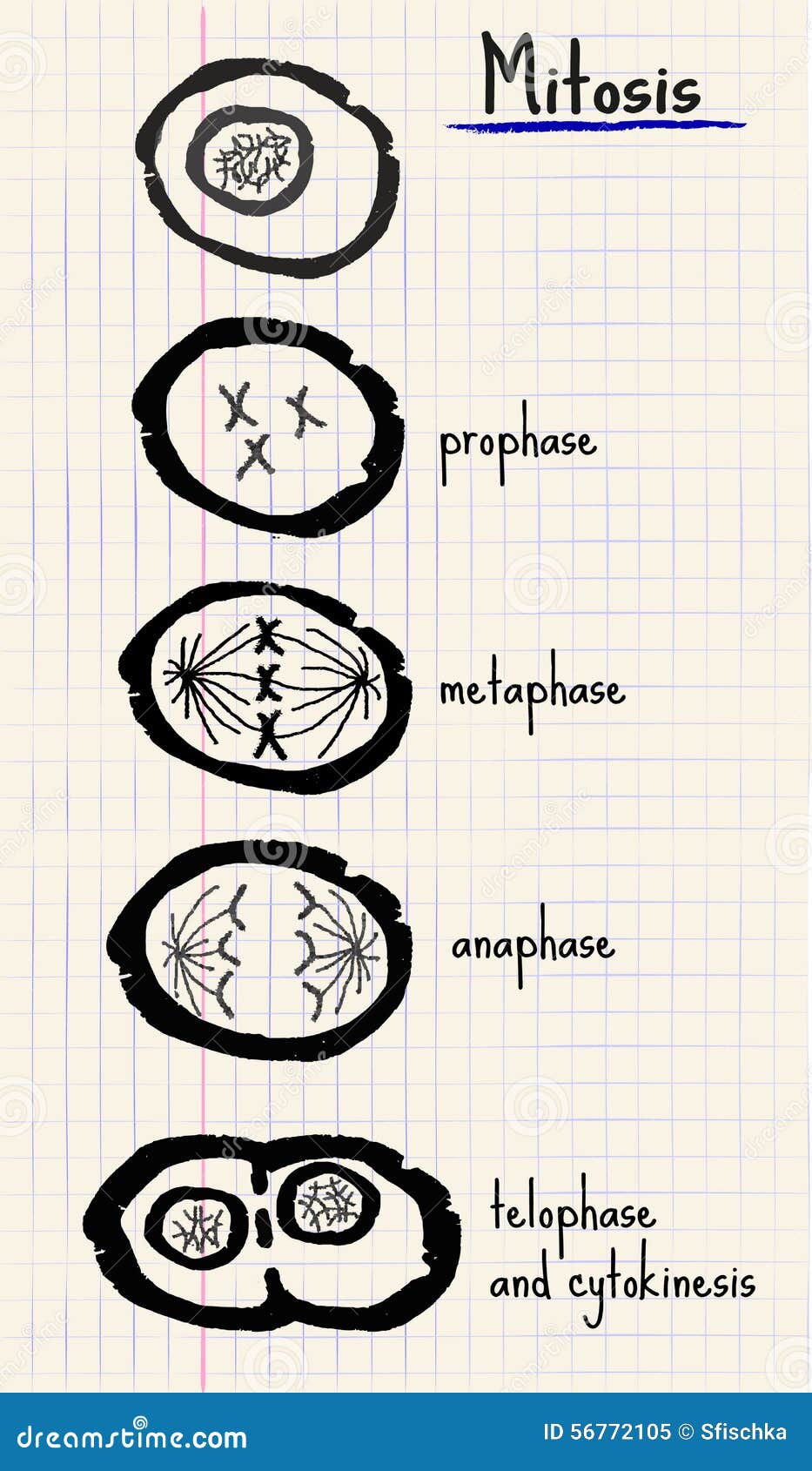 Dibujo Vectorizado De La Mitosis Vector Mitosis Profase Metafase - Riset