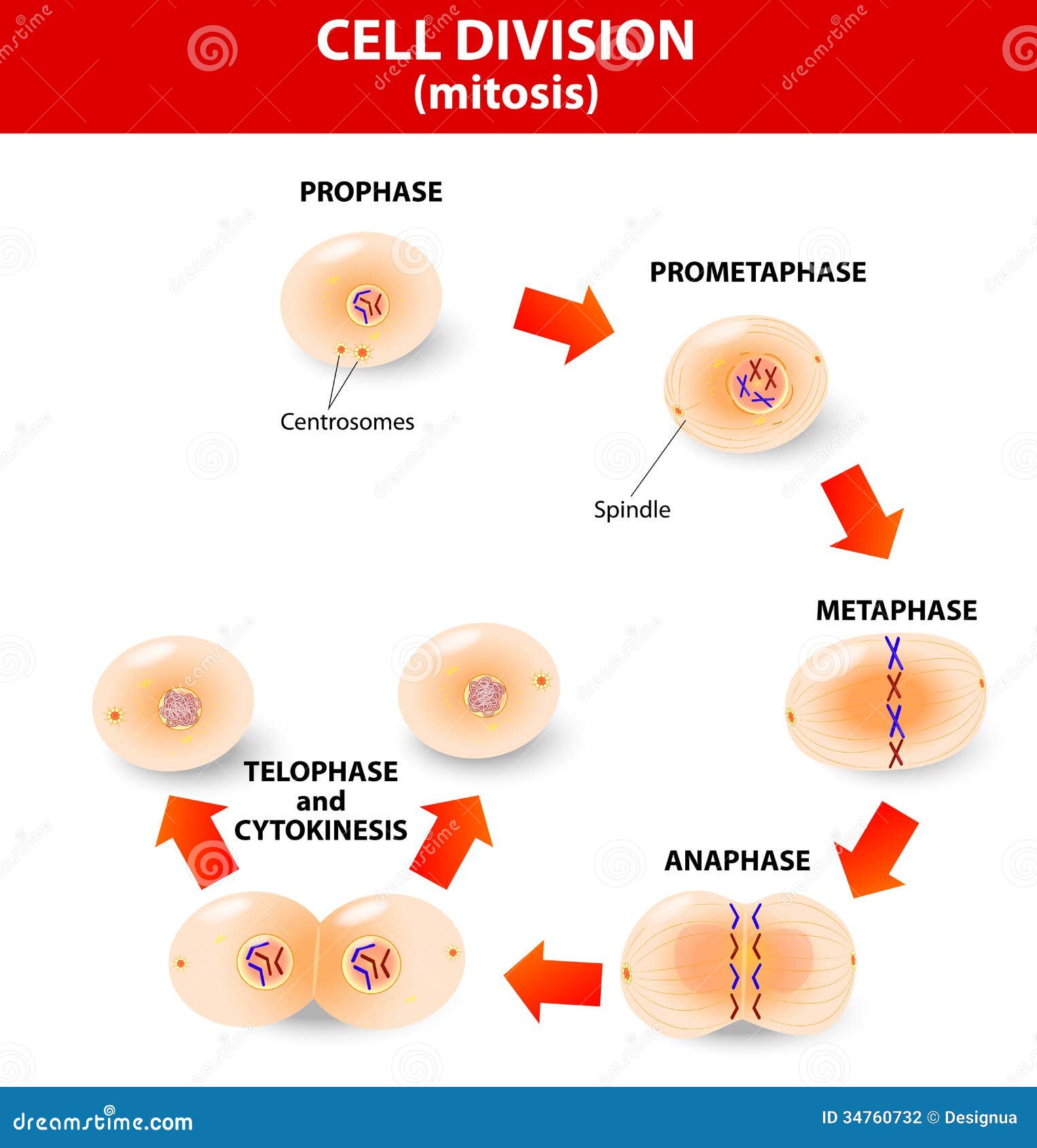 Mitosis. División Celular De Proceso Ilustración del Vector - Ilustración de humano, laboratorio ...