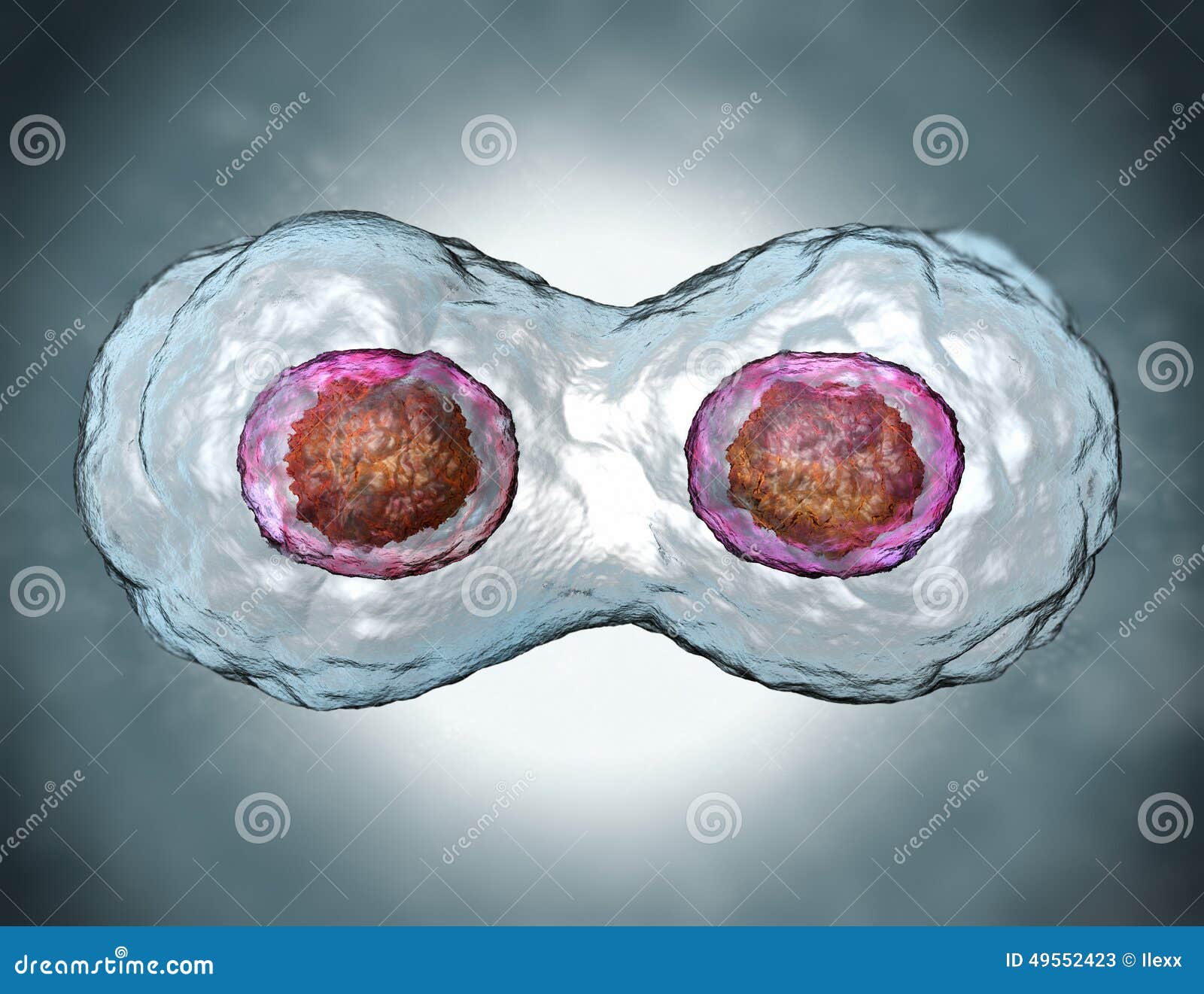 Mitosis Stock Illustration - Image: 49552423