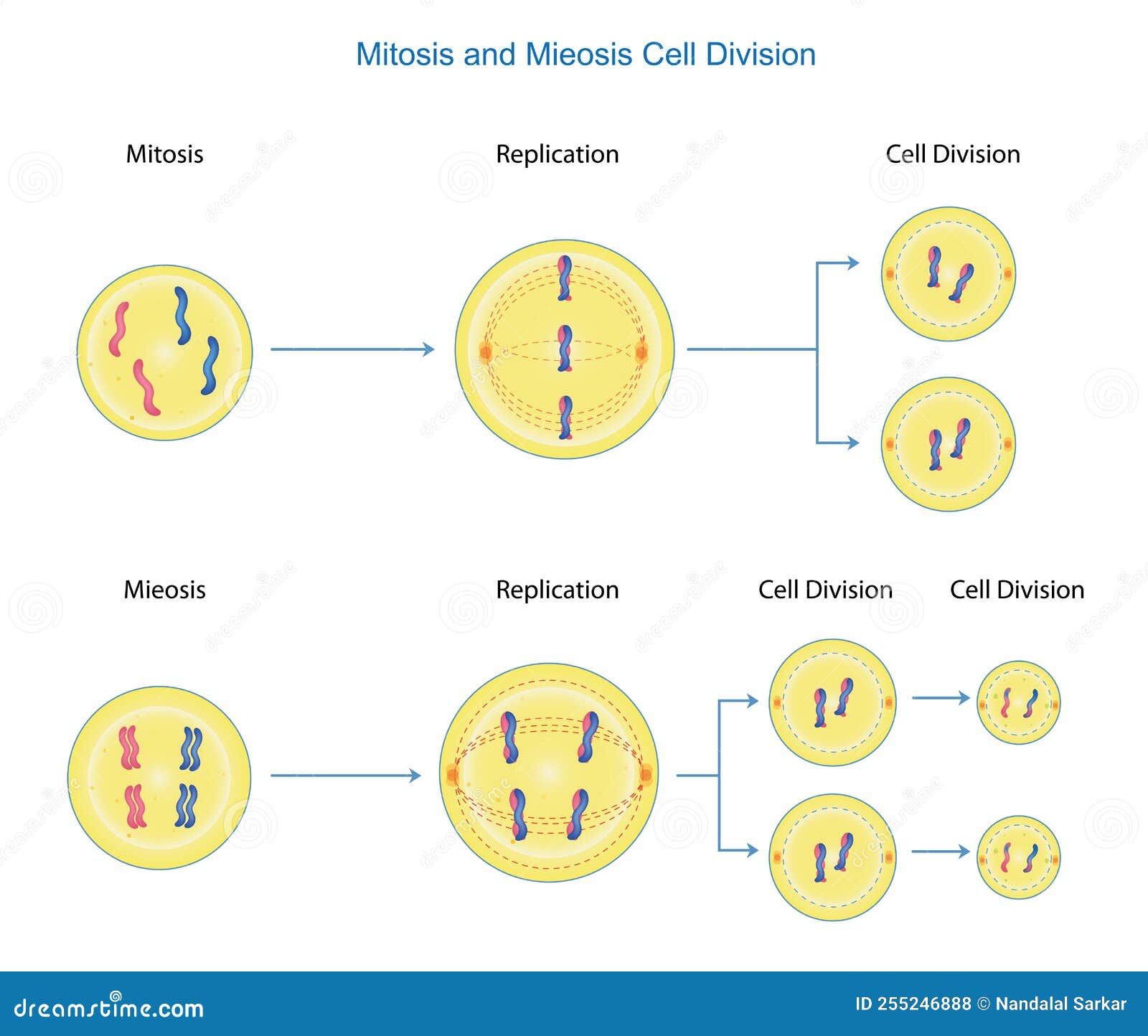 Mitosis And Meiosis Cell Division Stock Vector Illustration Of Sexual