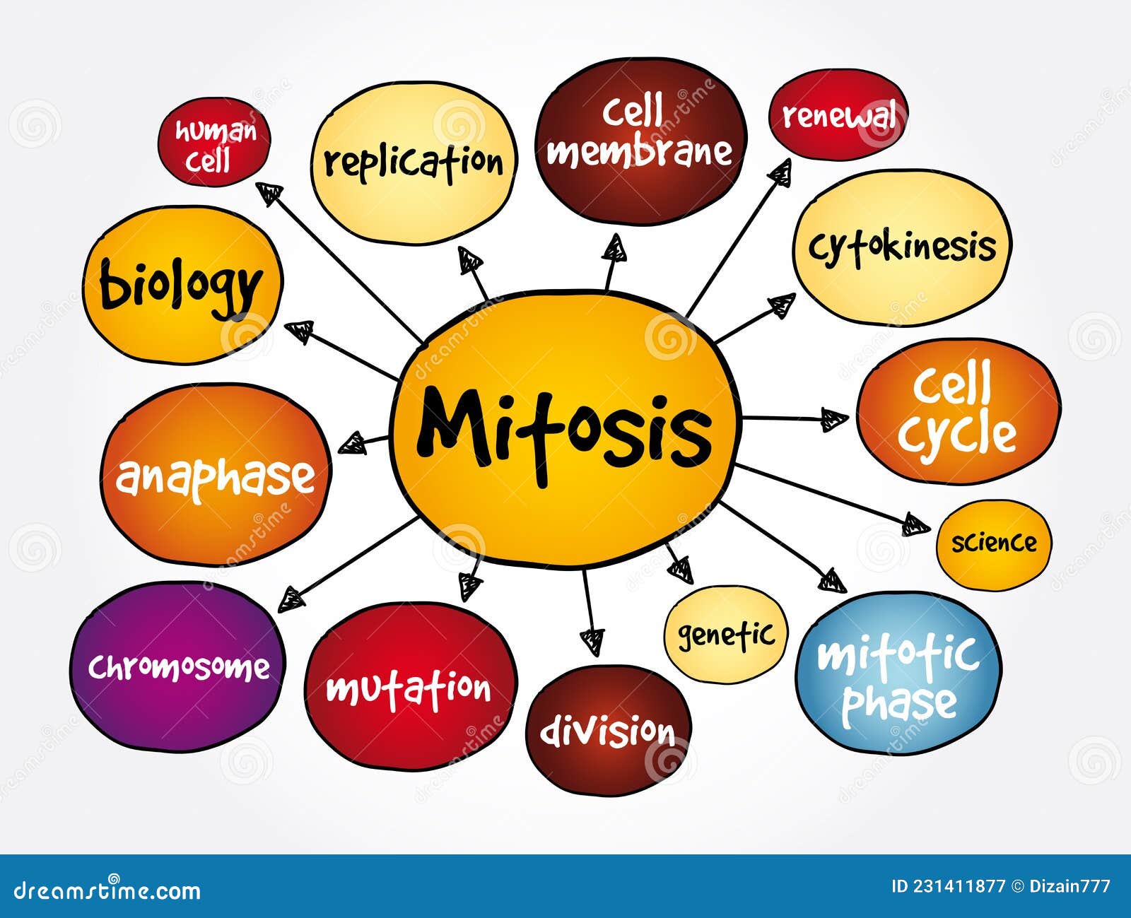 Mitosis Mind Map, Medical Concept for Presentations and Reports Stock ...