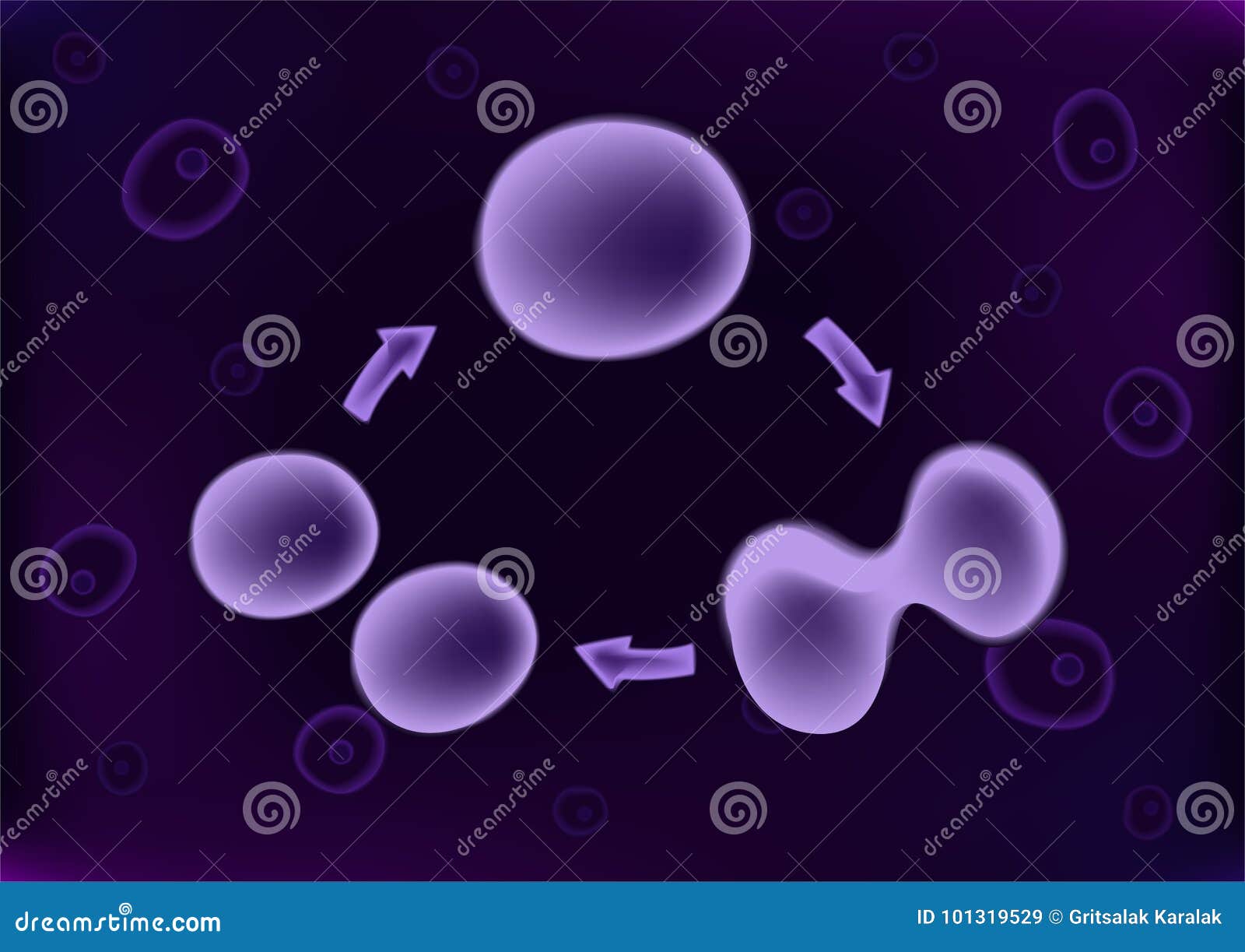 Mitosis, the Process of Cell Division and Multiplication Stock Vector ...