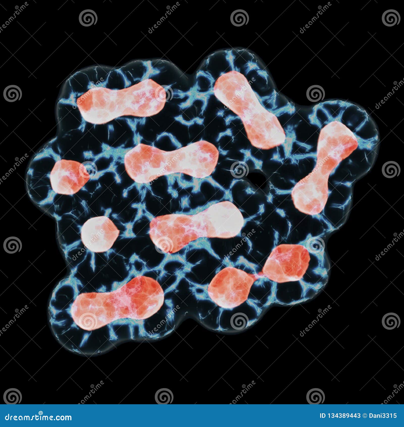 Mitosis, The Process Of Cell Division And Multiplication Royalty-Free ...