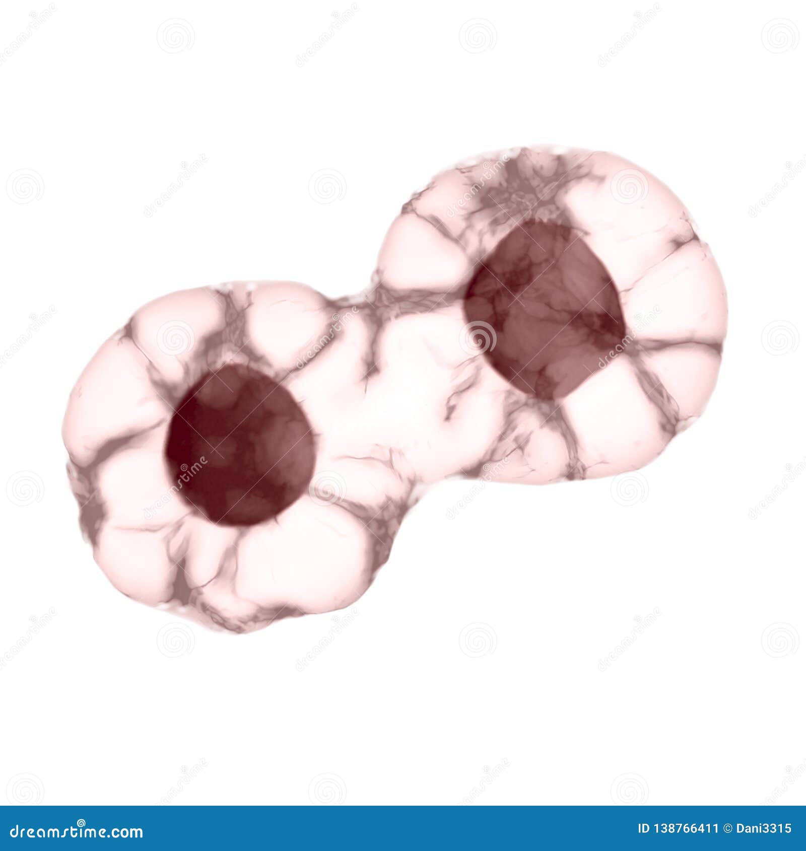 Mitosis, the Process of Cell Division and Multiplication Stock Image ...