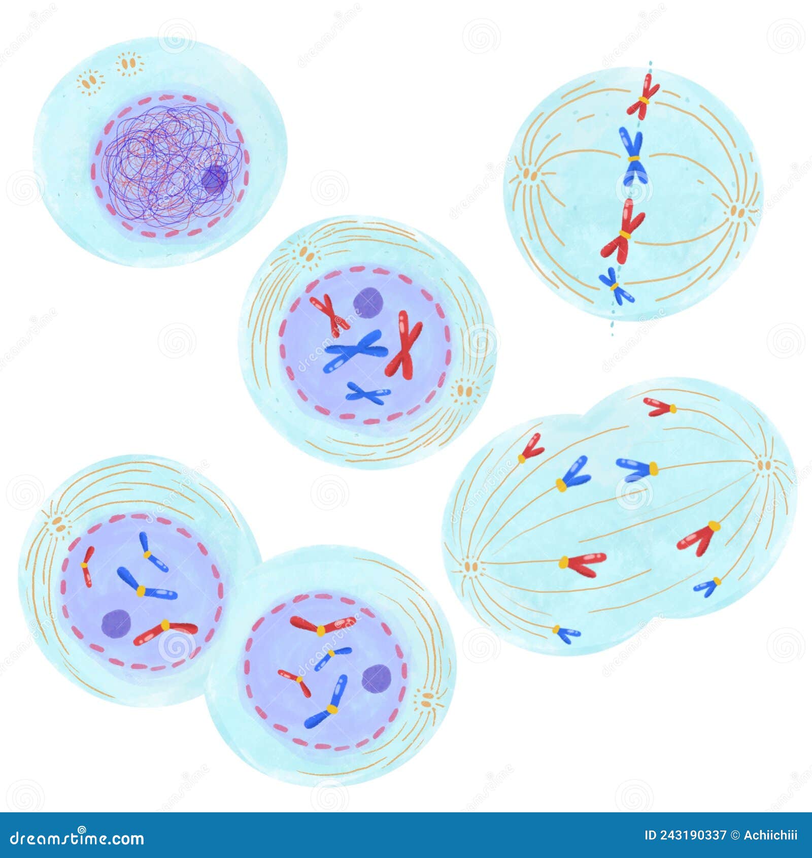 Mitosis, a Process of Cell Duplication Stock Illustration ...