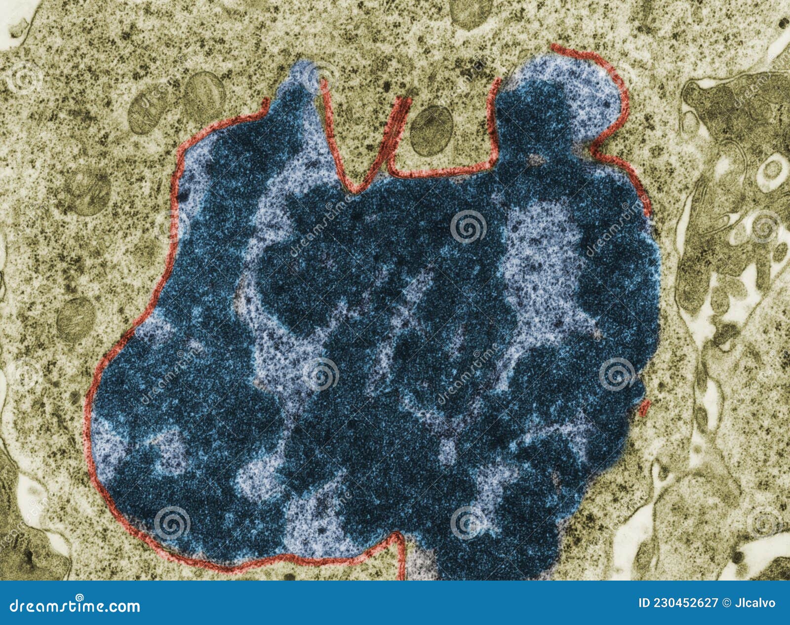 Prometaphase Stage Stock Photos - Free & Royalty-Free Stock Photos from ...