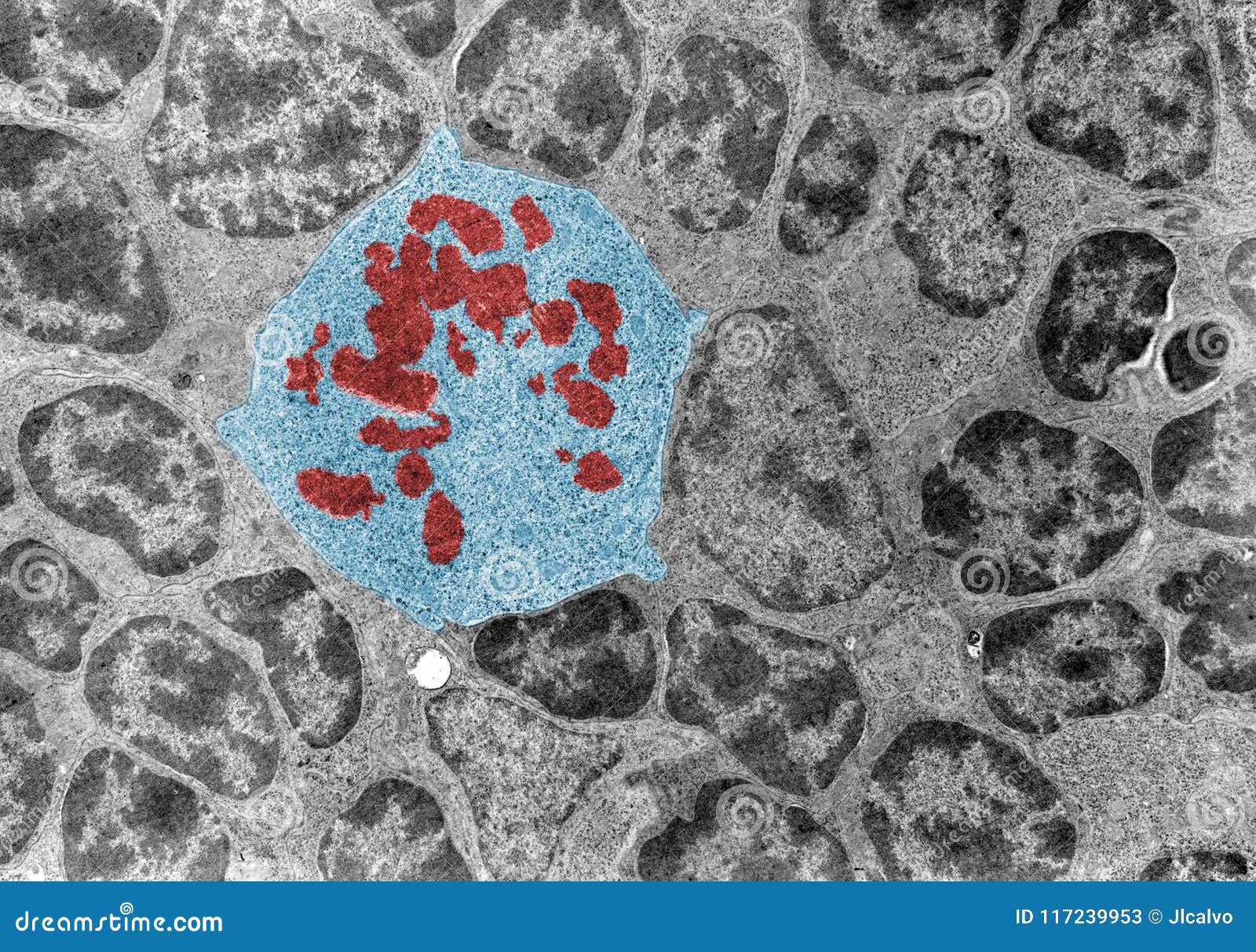 Mitosis Interphase Microscope