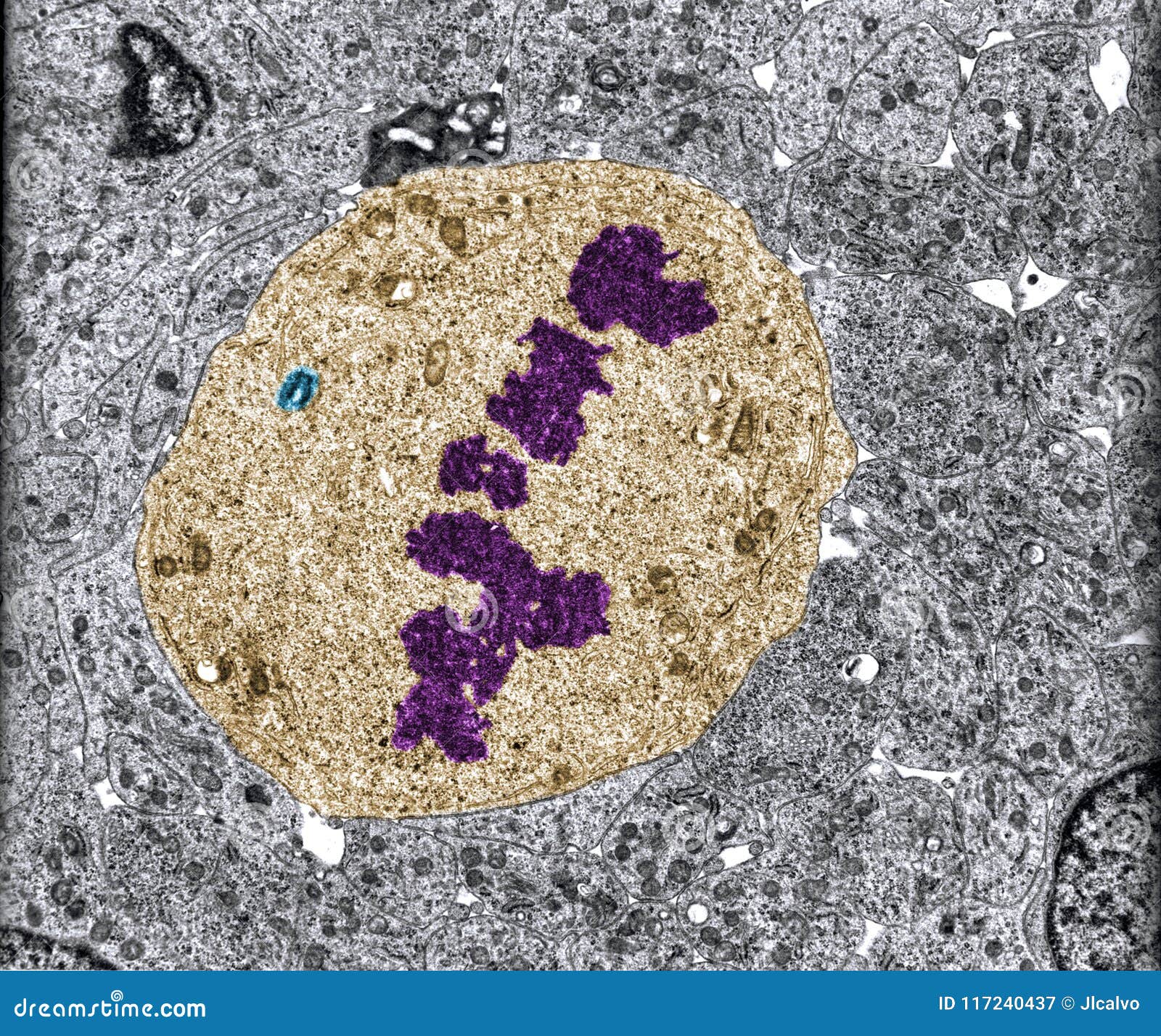 Mitosis. TEM micrograph stock image. Image of electron - 117240437