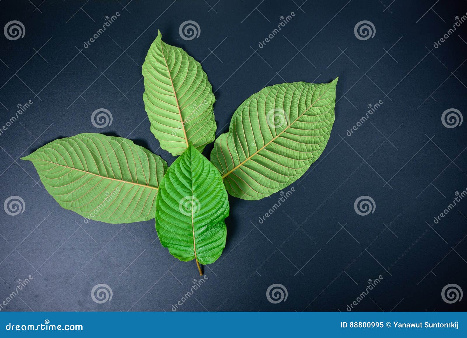 Mitragyna Speciosa Korth, Kratom Leaf Stock Photo | CartoonDealer.com ...