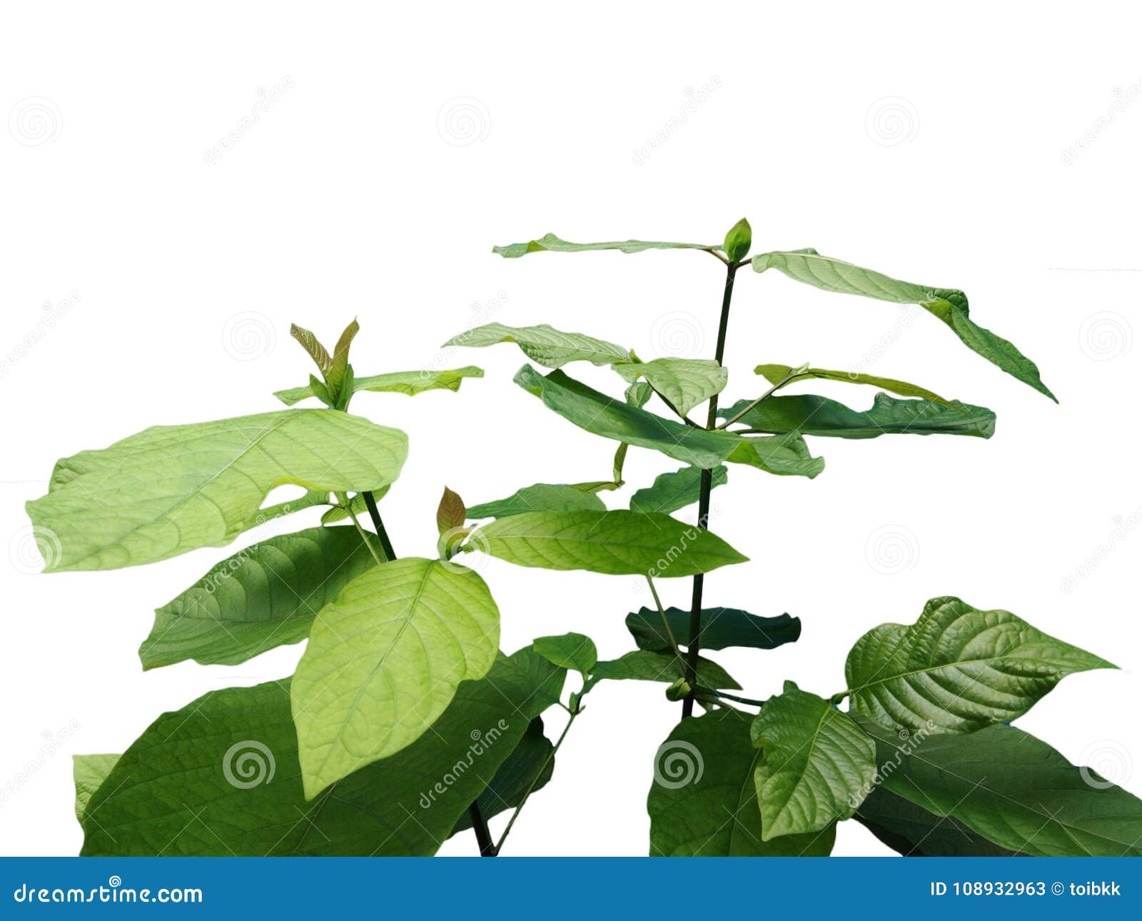 Mitragyna Speciosa Kratom Plant Stock Image - Image of fresh ...