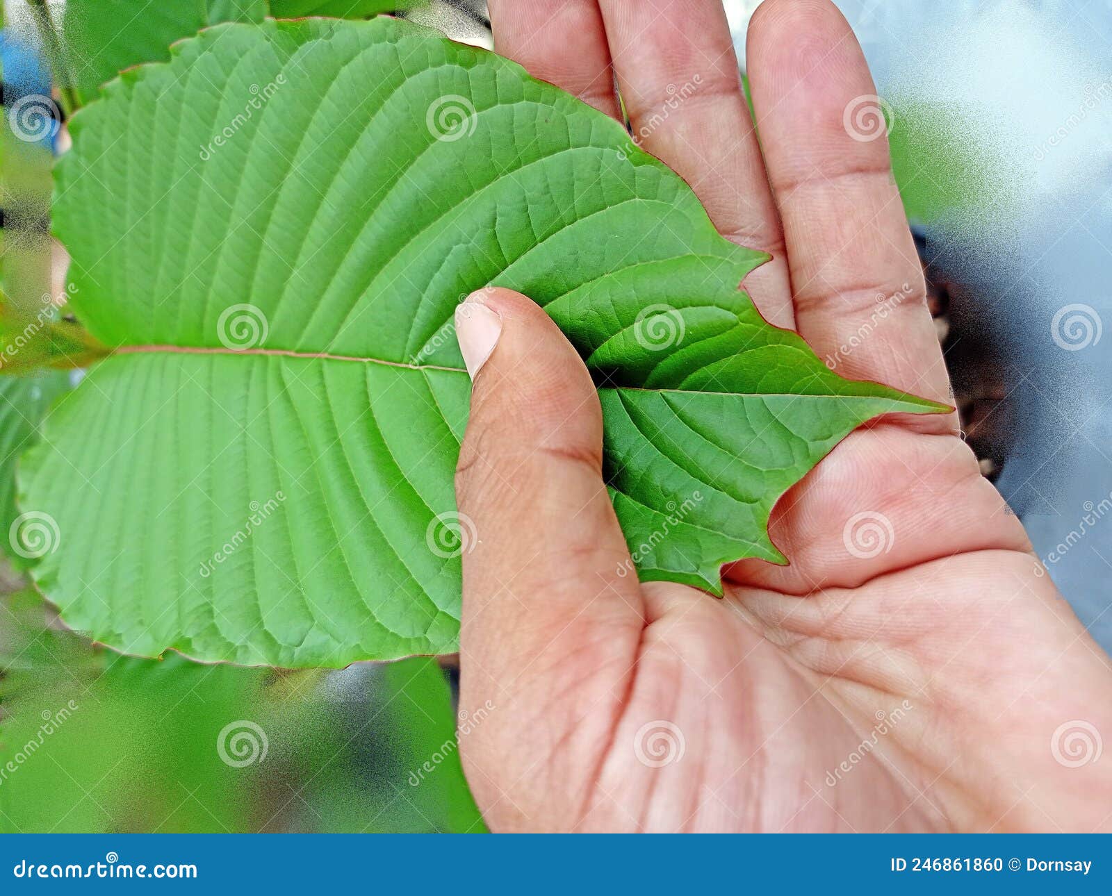 Red, Serrated Leaf Tips Of A Polytrichum Moss, With Polarization ...