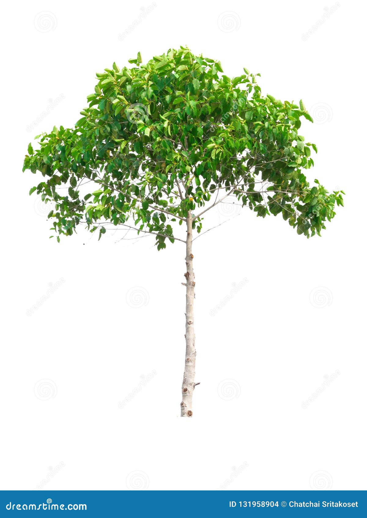 Mitragyna Speciosa Tree on White Background Stock Photo - Image of ...