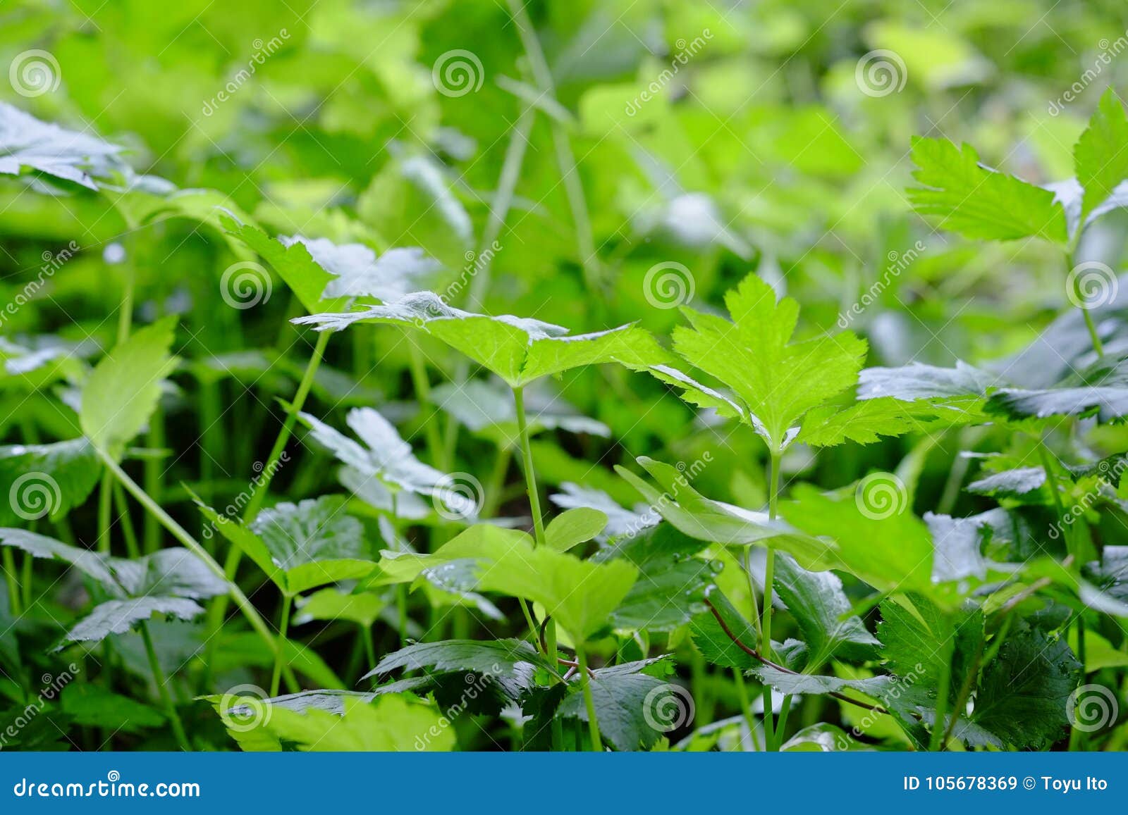 Mitsuba with Fresh Cultivation. Stock Image - Image of lagoon, house ...