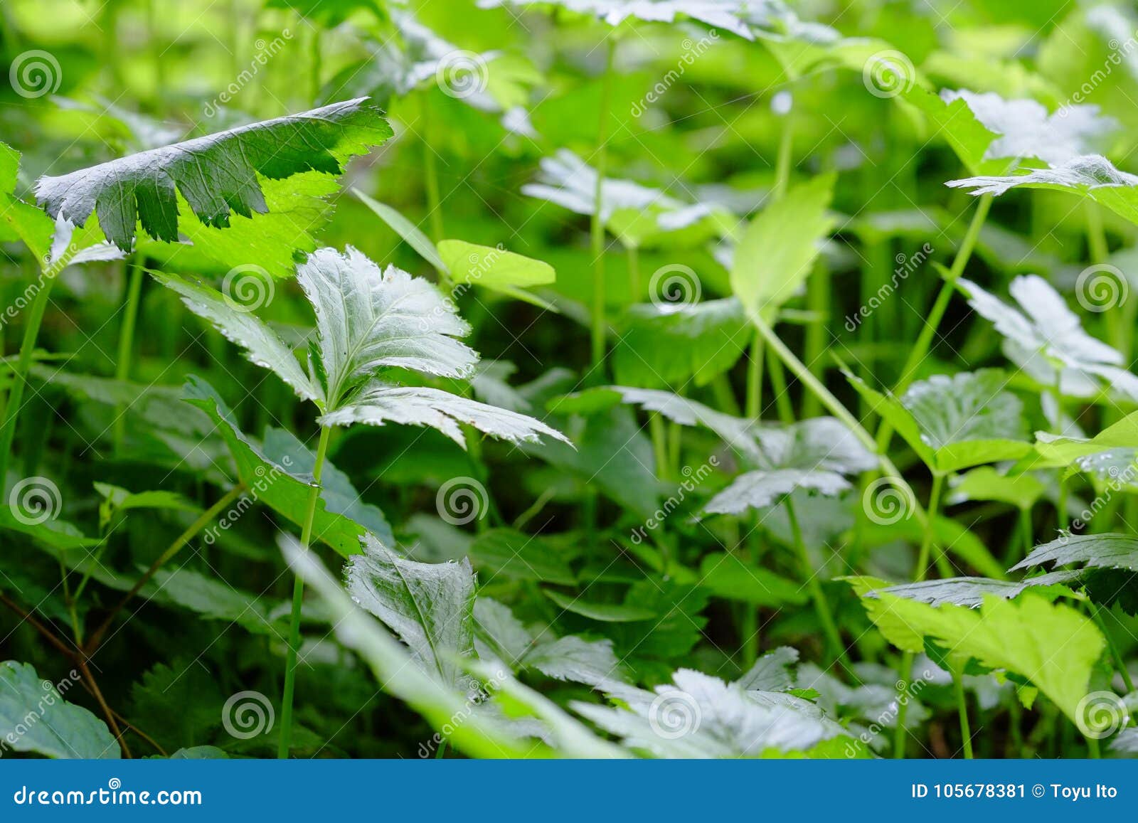 Mitsuba with Fresh Cultivation. Stock Image - Image of bloom, fieldn ...