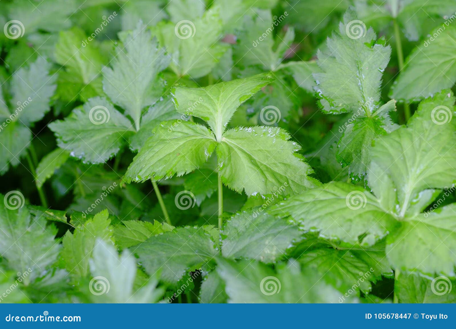 Mitsuba with Fresh Cultivation. Stock Image - Image of blooming, izumo ...
