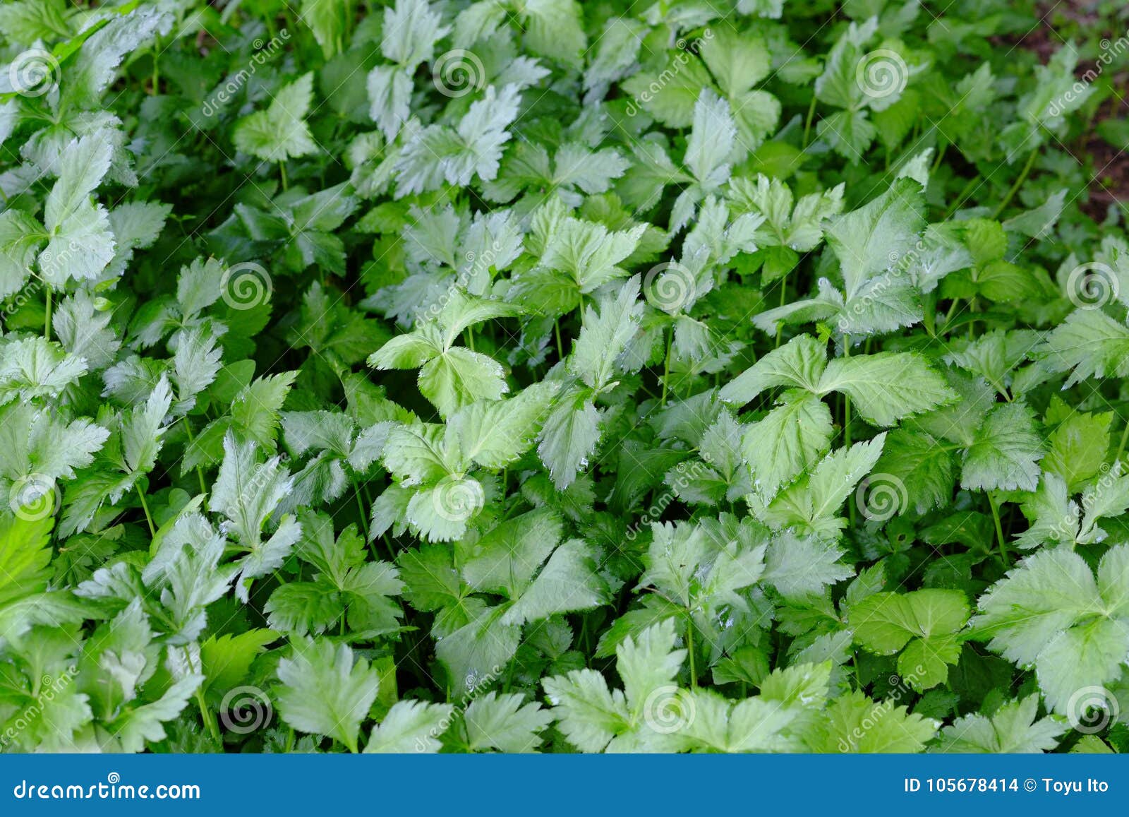 Mitsuba with Fresh Cultivation. Stock Photo - Image of food, bloom ...