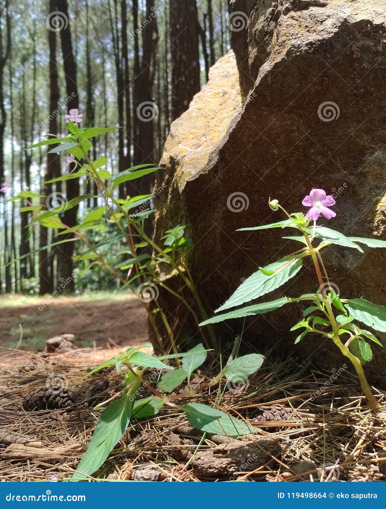 Mix stock photo. Image of object, nature, landscape - 119498664