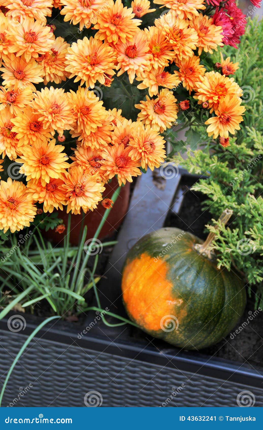 Mix of Beautiful Fall Terrace Flowers Stock Image - Image of pumpkin ...