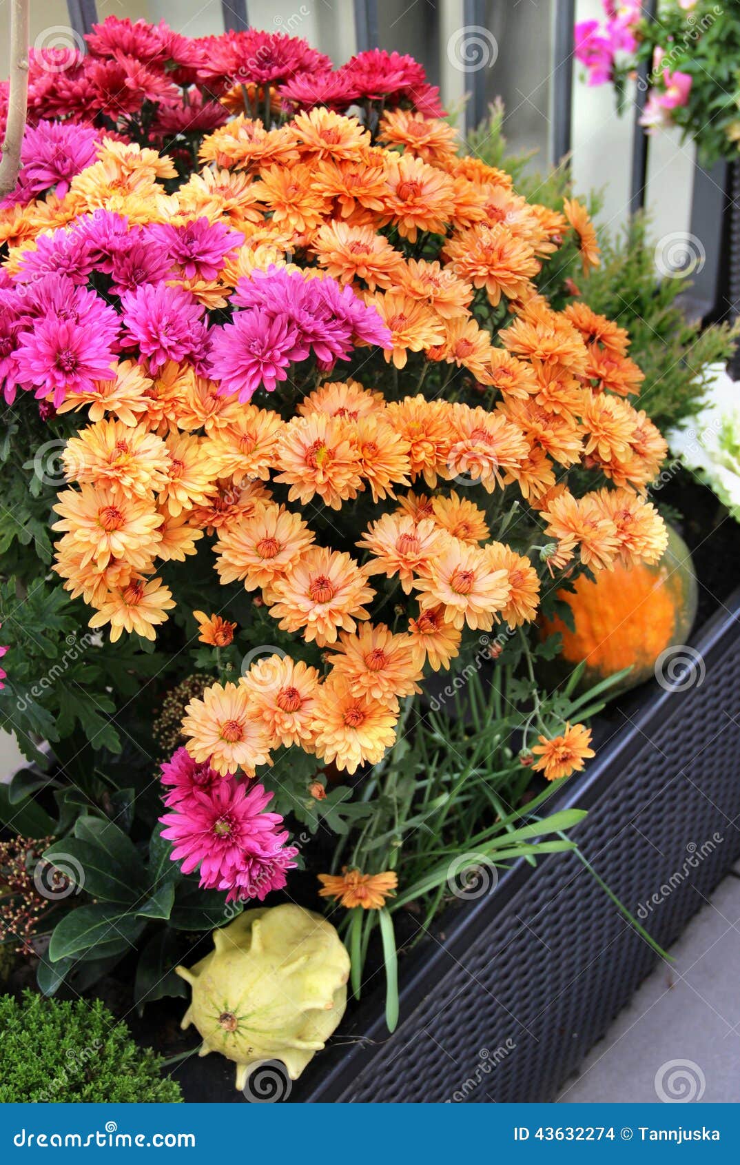 Mix of Beautiful Fall Terrace Flowers Stock Photo - Image of arbor ...