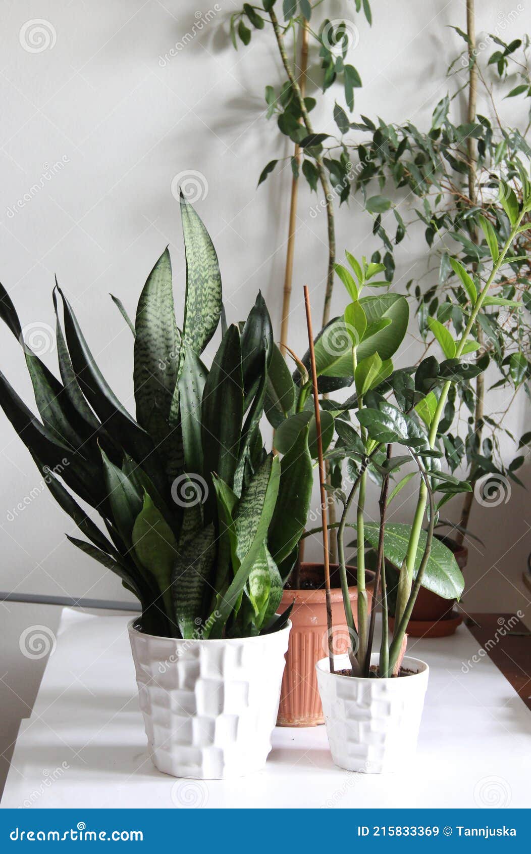 Ficus Mix Stock Photos - Free & Royalty-Free Stock Photos from Dreamstime
