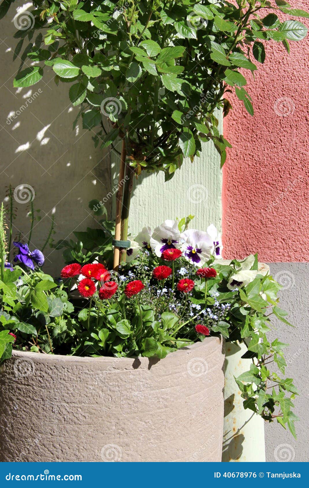Mix of Beautiful Vivid Terrace Flowers Stock Photo - Image of idyllic ...
