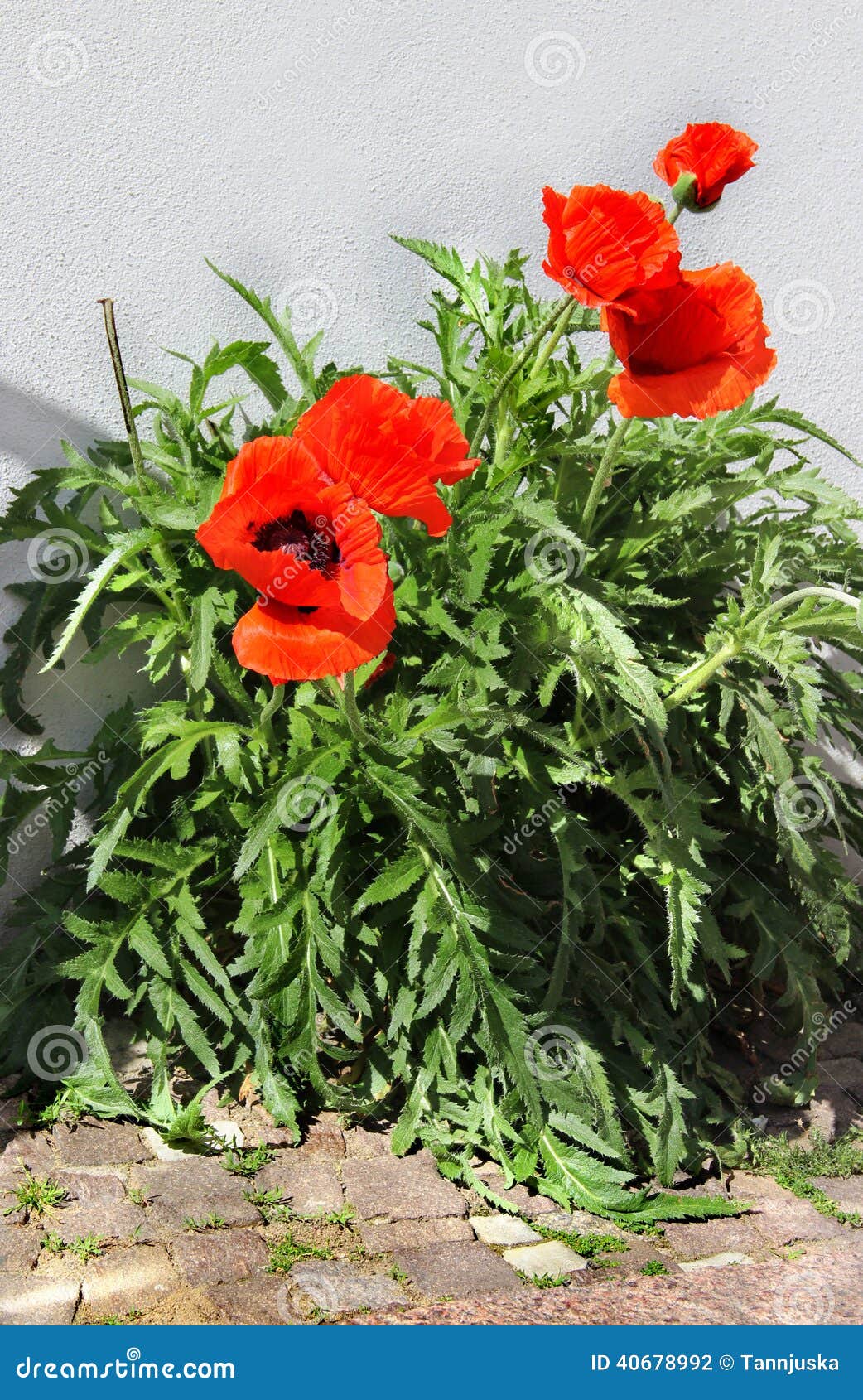 Mix of Beautiful Vivid Terrace Flowers Stock Photo - Image of plant ...