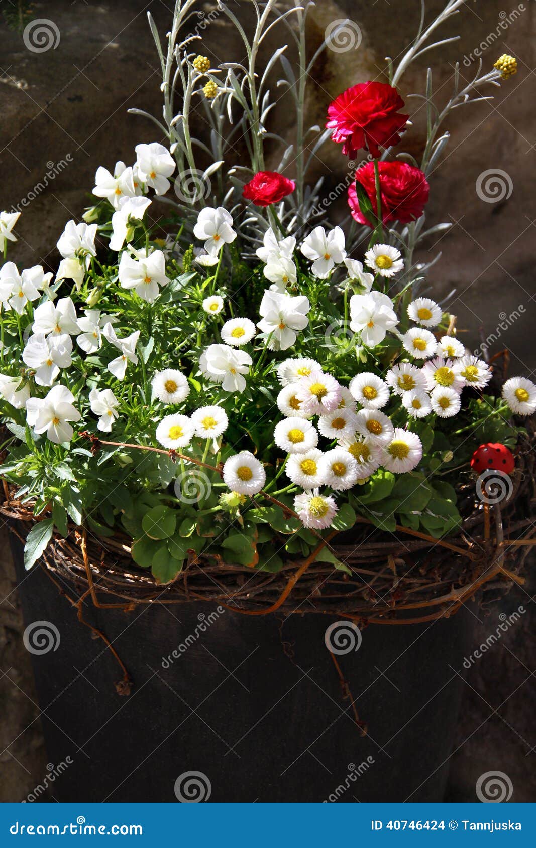 Mix of Beautiful Vivid Terrace Flowers Stock Photo - Image of flowers ...