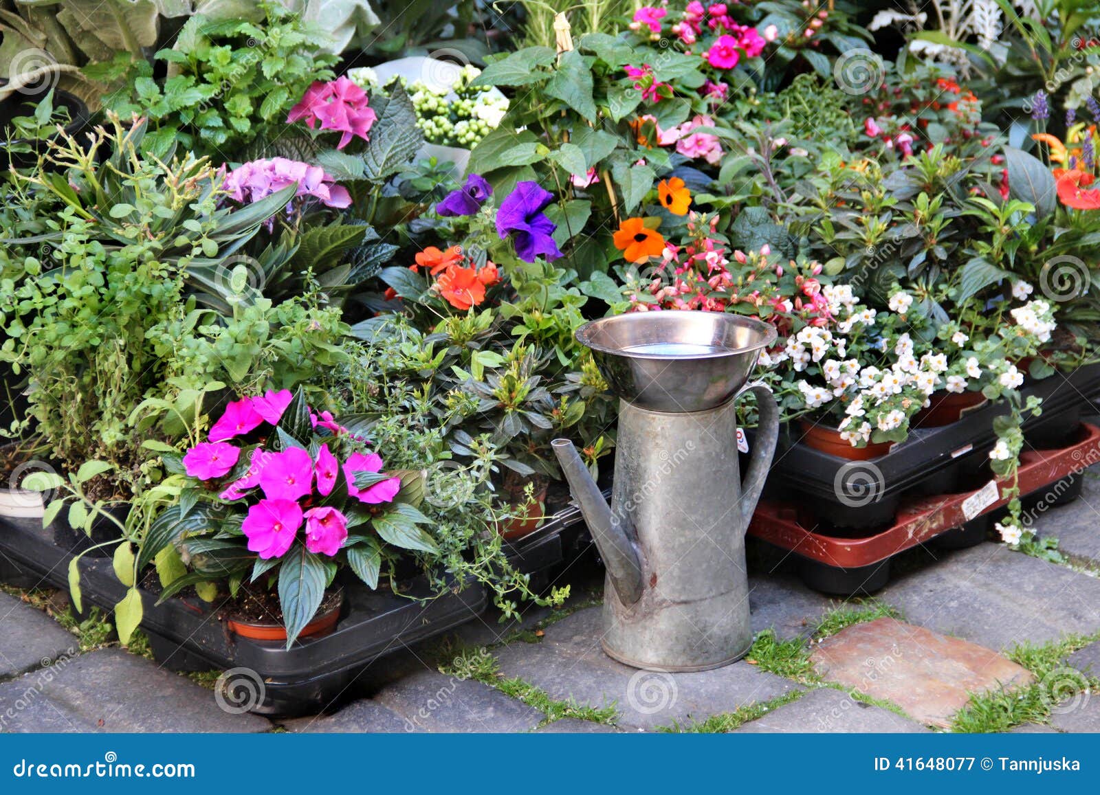 Mix of Beautiful Vivid Terrace Flowers Stock Image - Image of chamomile ...