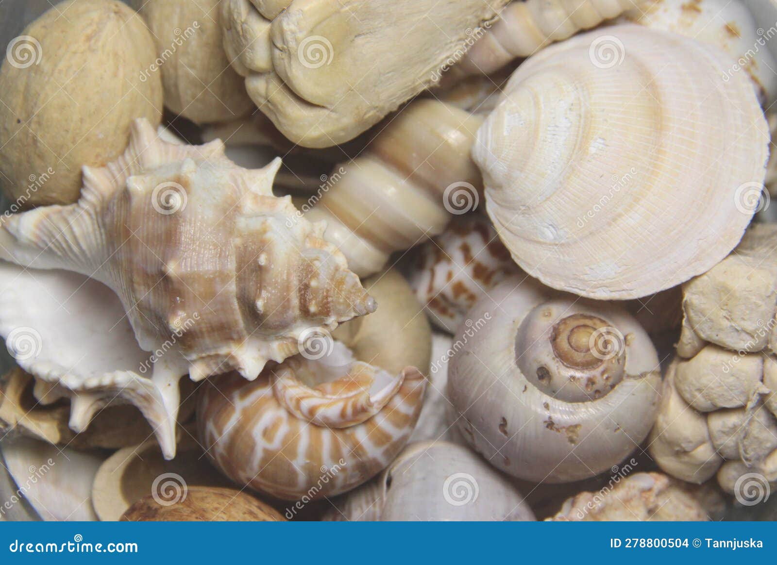 Mix of Big Beautiful Shells Stock Photo - Image of vase, collection ...