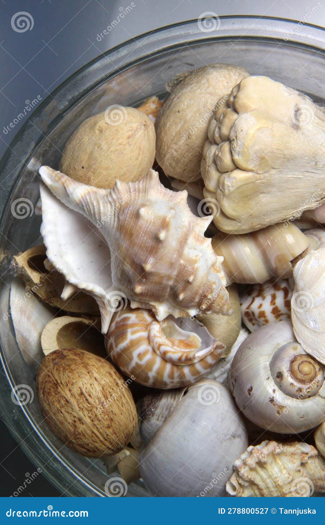 Mix of Big Beautiful Shells Stock Image - Image of shape, daacopy ...