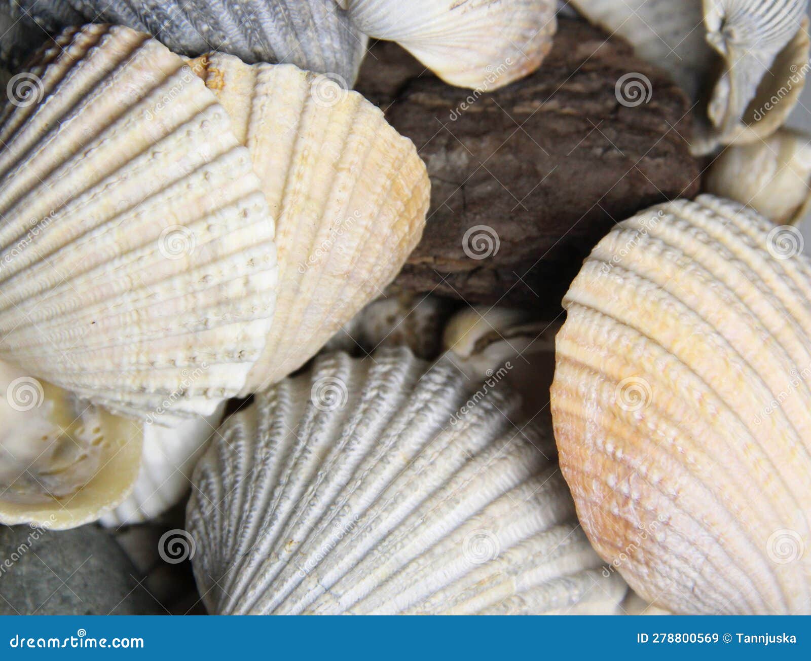 Mix of Big Beautiful Shells Stock Image - Image of grey, holiday: 278800569