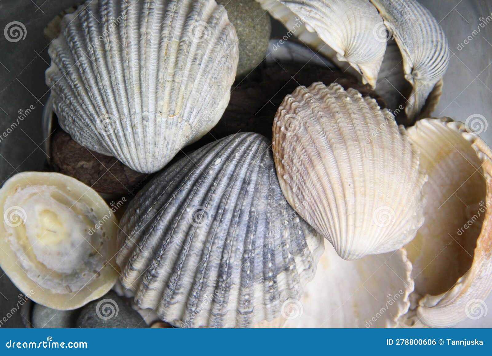 Mix of Big Beautiful Shells Stock Photo - Image of seashell, life ...