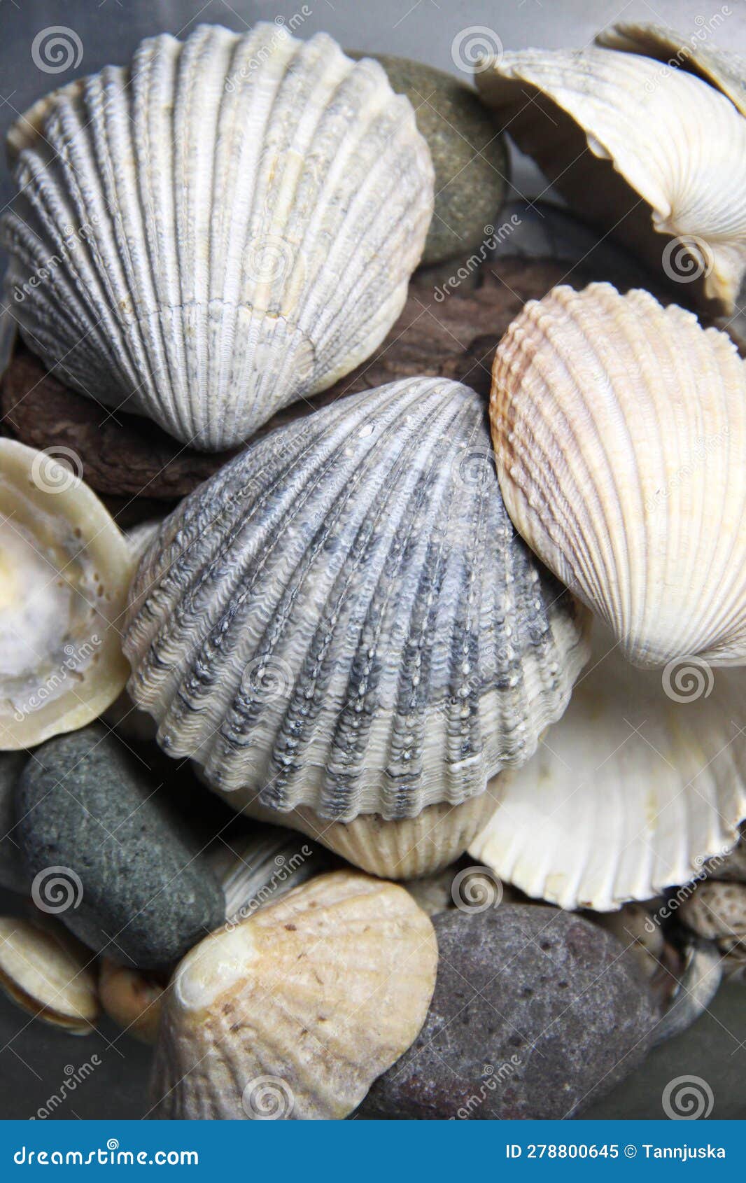 Mix of Big Beautiful Shells Stock Image - Image of marine, home: 278800645