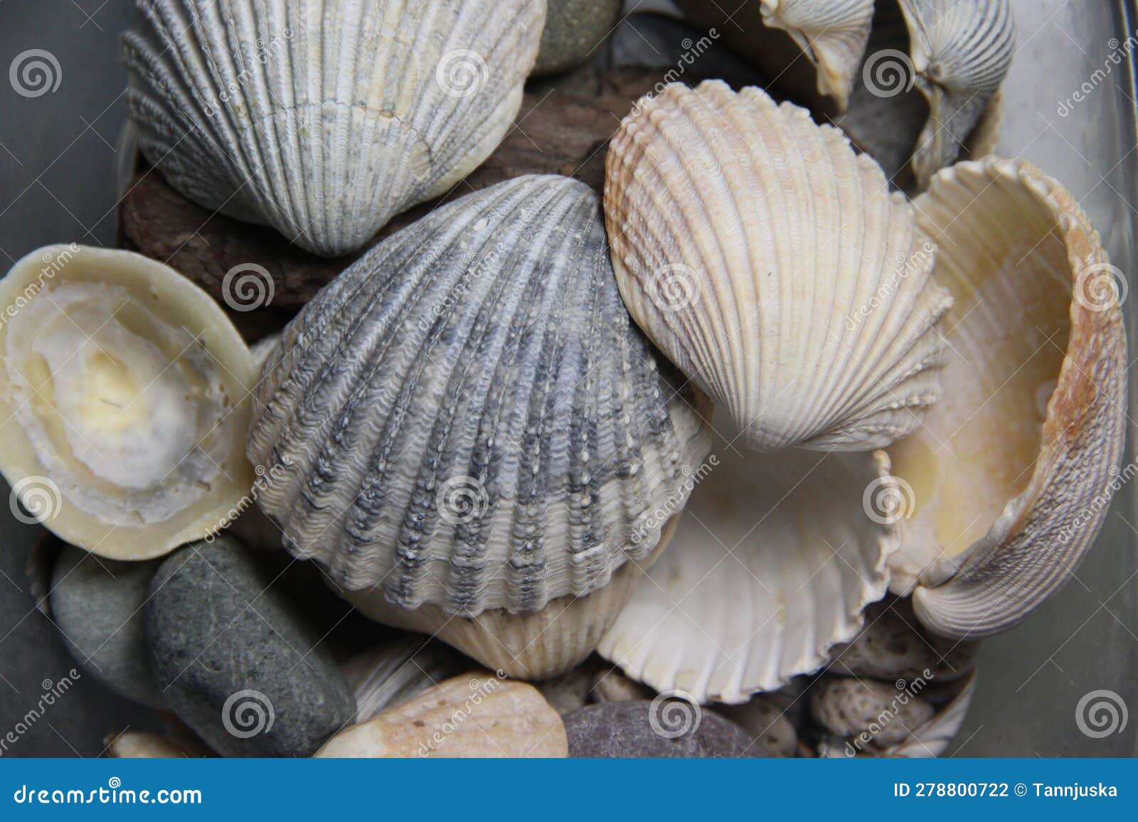 Mix of Big Beautiful Shells Stock Photo - Image of seashells, seashell ...