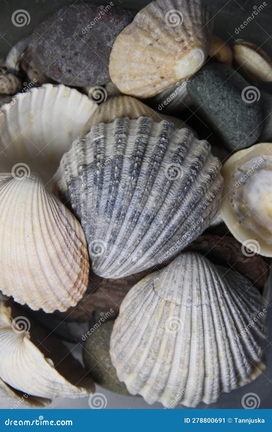Mix of Big Beautiful Shells Stock Image - Image of sizes, life: 278800691