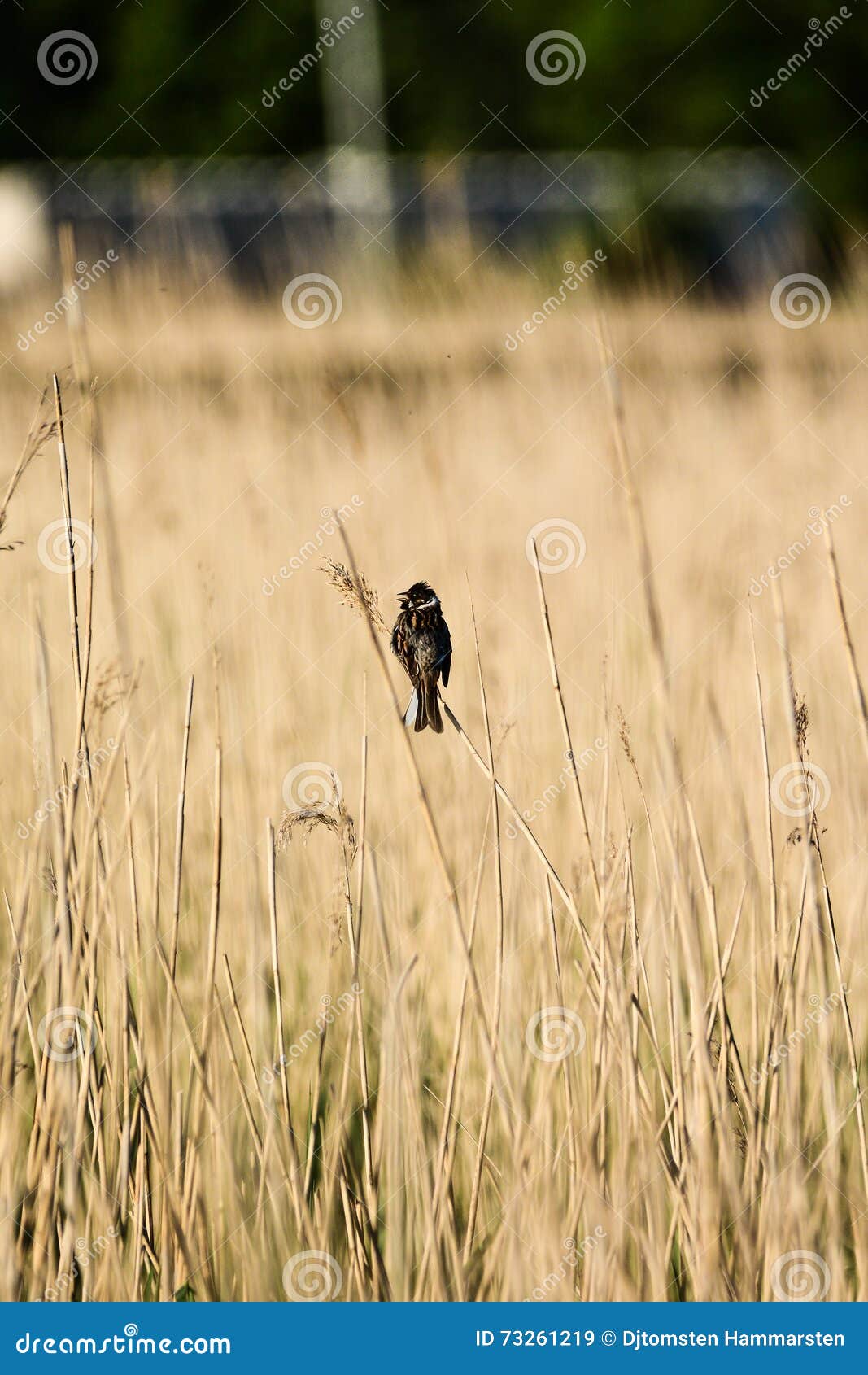 Mix of birds stock image. Image of centre, nature, apiaster - 73261219