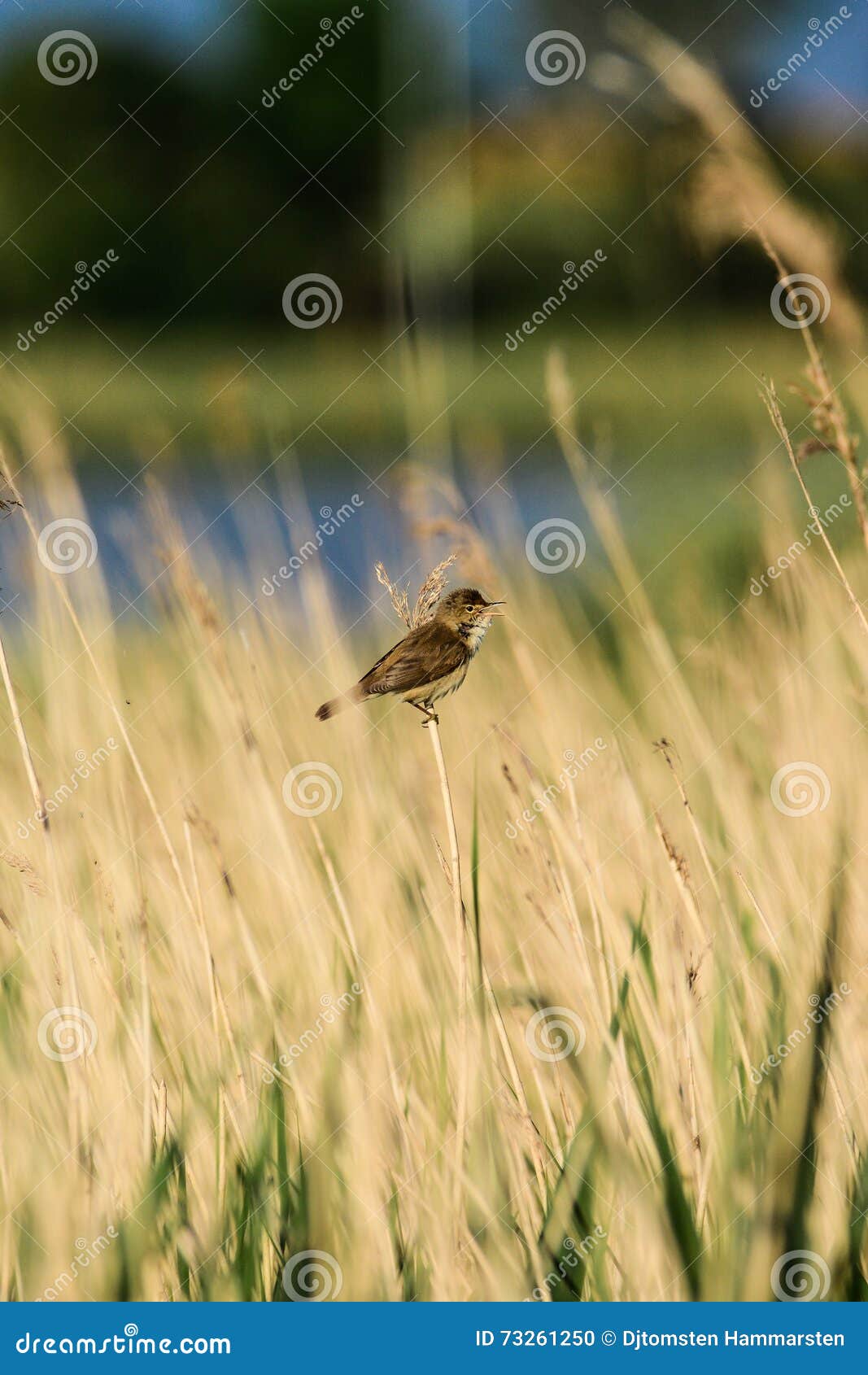 Mix of birds stock photo. Image of animals, bunting, little - 73261250