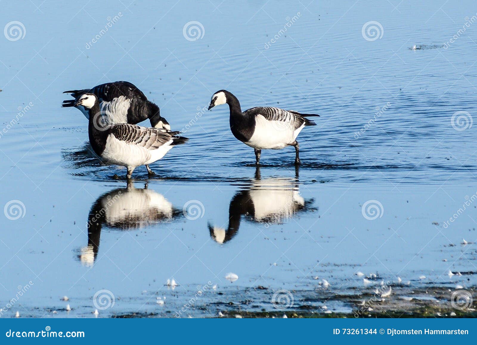 Mix of birds stock photo. Image of apiaster, kingfisher - 73261344