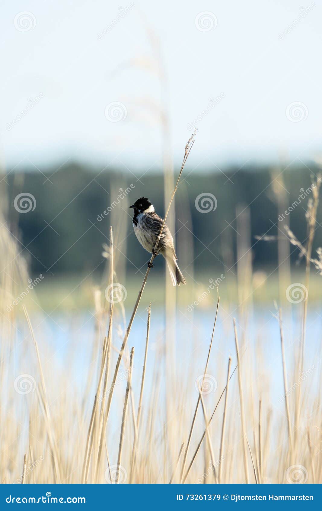 Mix of birds stock image. Image of greenfinch, backgrounds - 73261379
