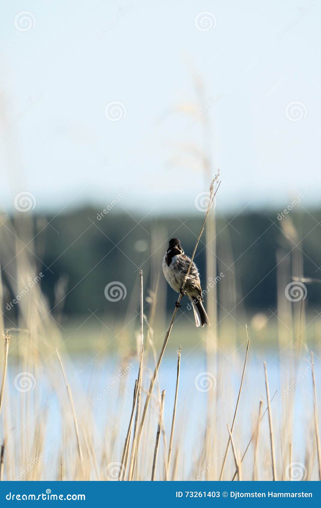 Mix of birds stock image. Image of chiffchaff, grey, martin - 73261403