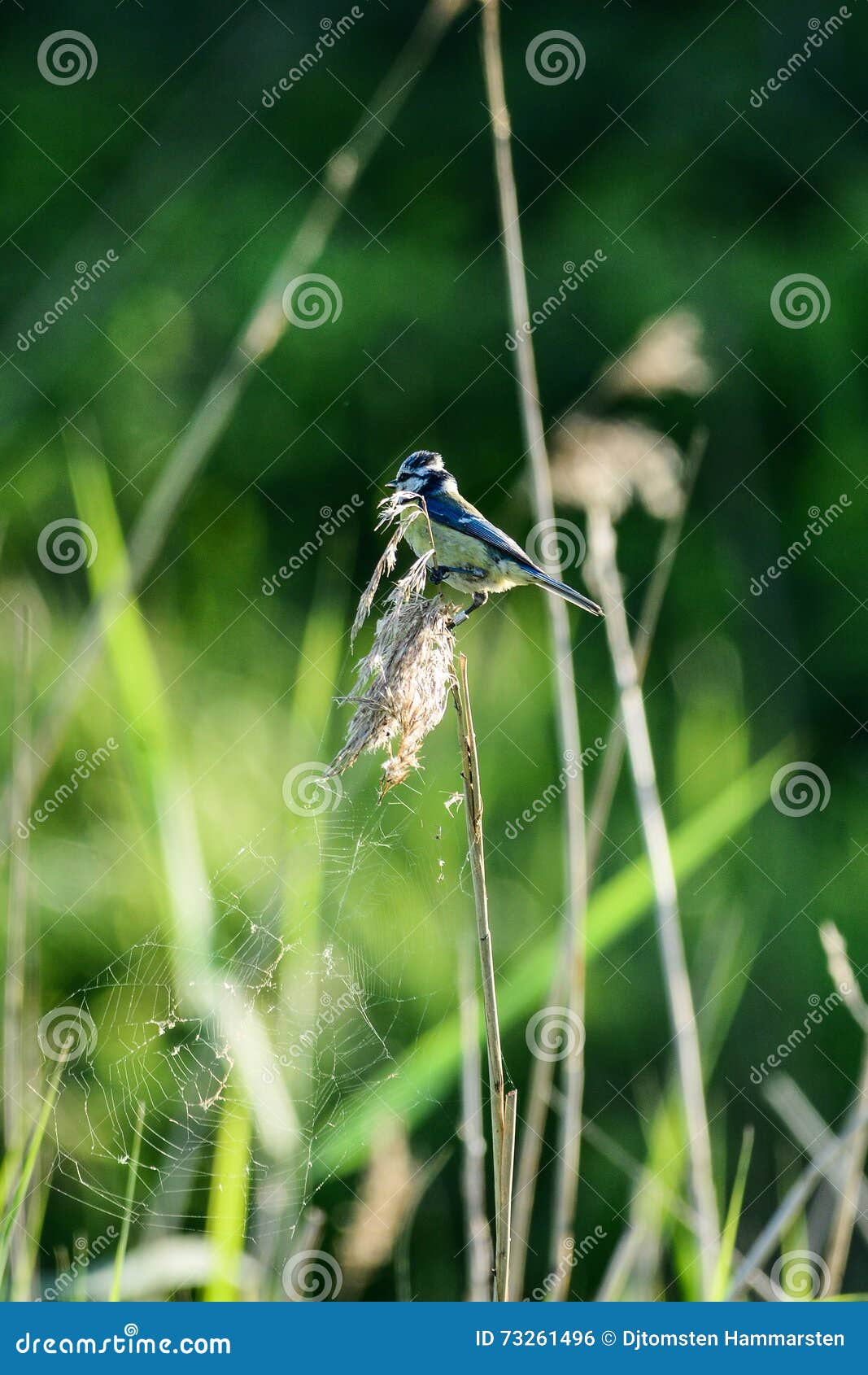 Mix of birds stock photo. Image of crow, bird, grey, nature - 73261496