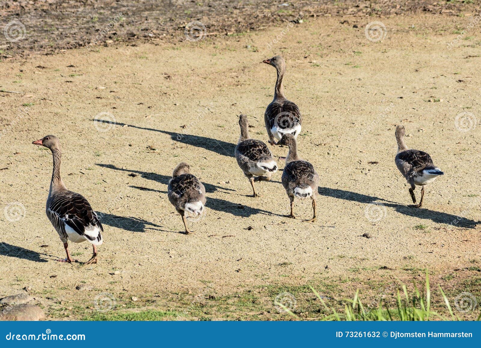 Mix of birds stock photo. Image of merops, jackdaw, canary - 73261632
