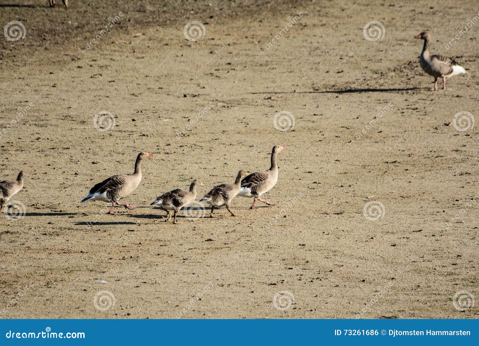 Mix of birds stock photo. Image of crow, great, nature - 73261686
