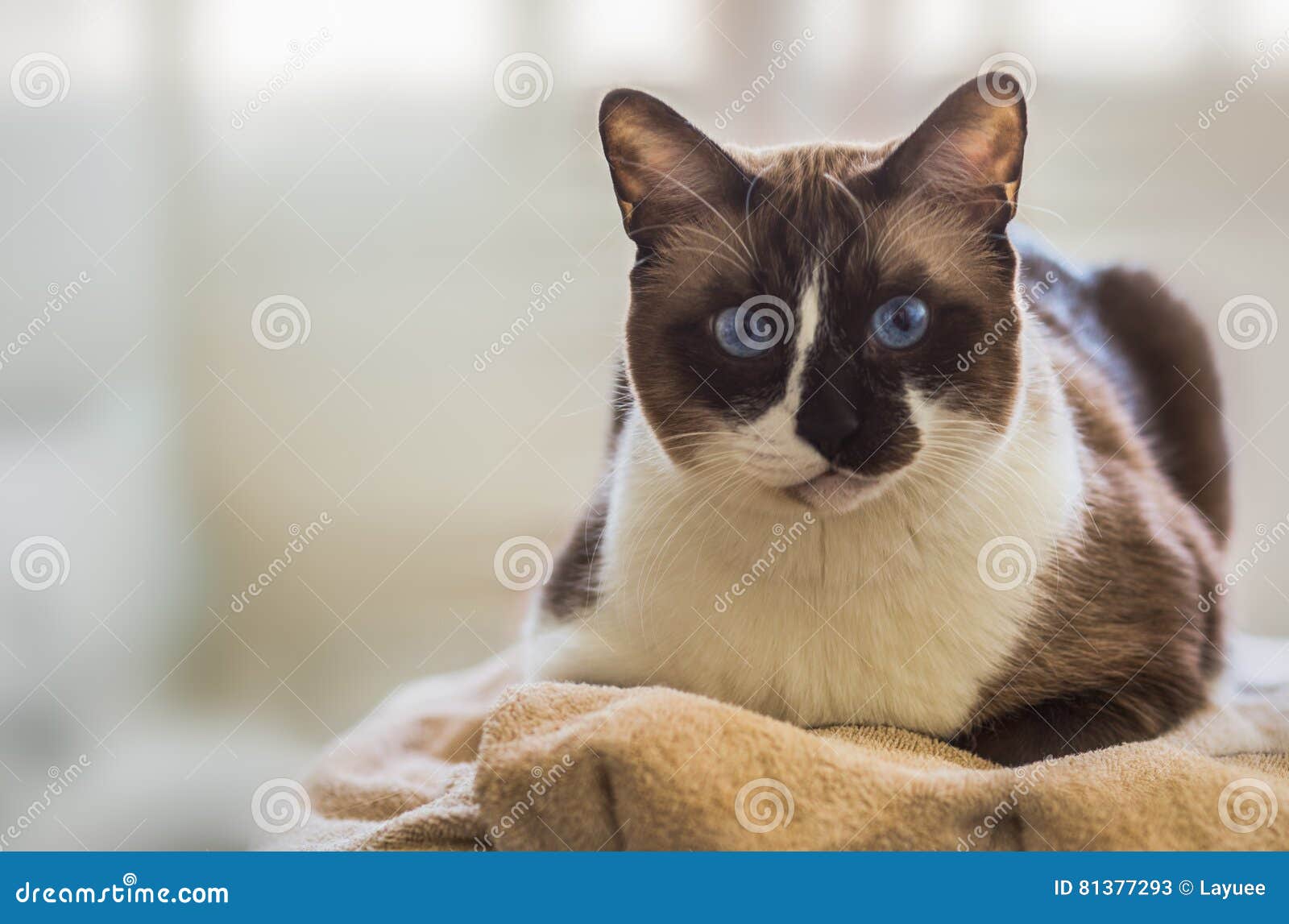 Mix breed cat. stock image. Image of sitting, background - 81377293
