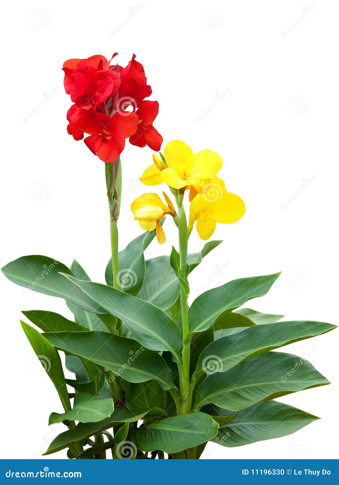 Mix Canna stock photo. Image of flower, scented, green - 11196330