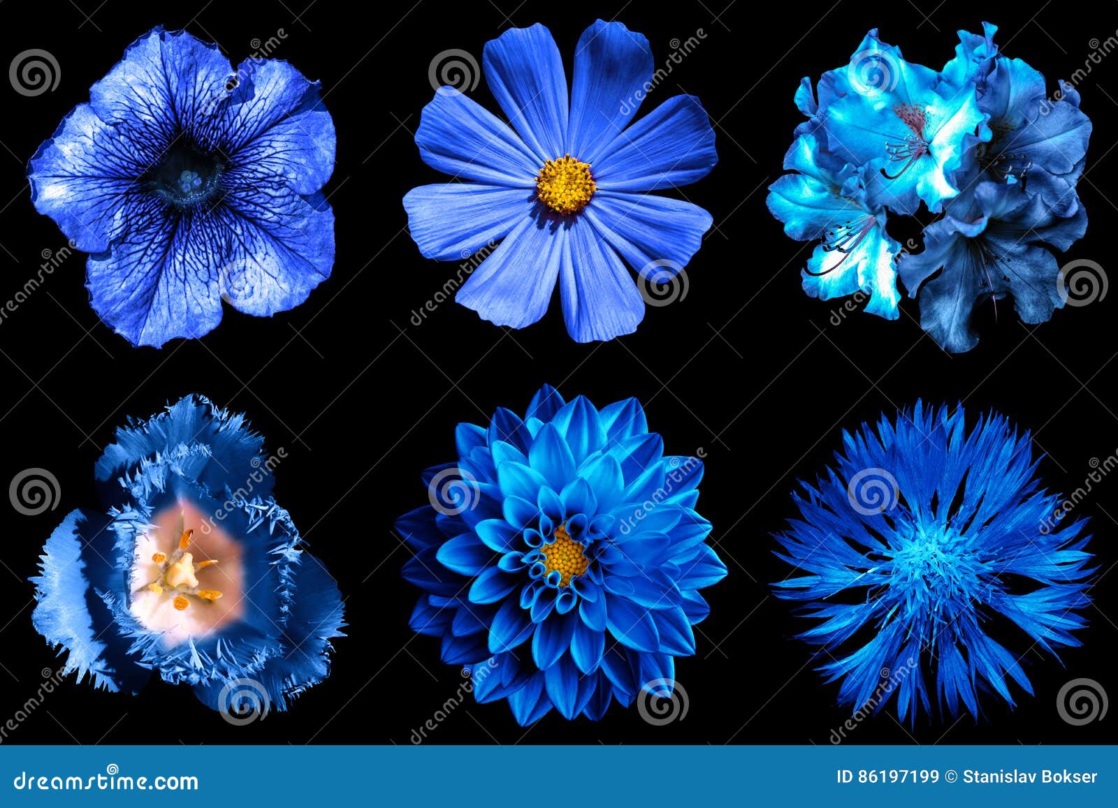 Mix Collage of Blue Flowers 6 in 1 Isolated Stock Image - Image of ...