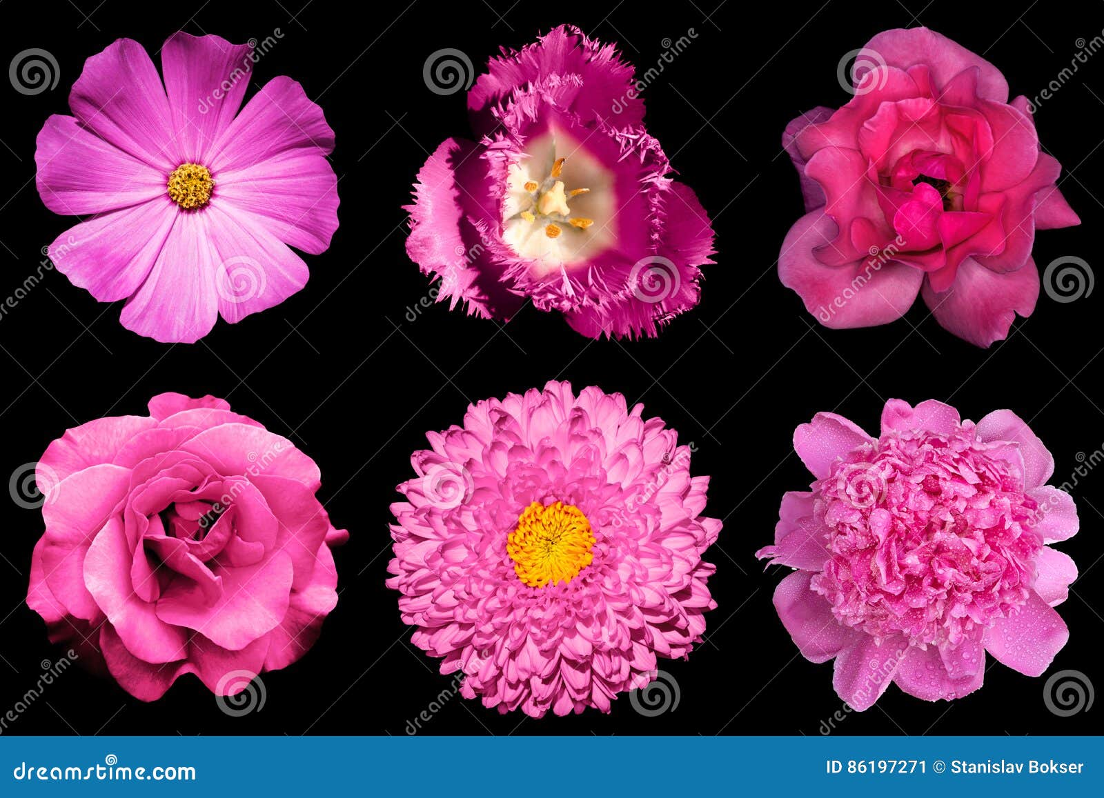 Mix Collage of Pink Flowers 6 in 1 Isolated Stock Image - Image of flax ...