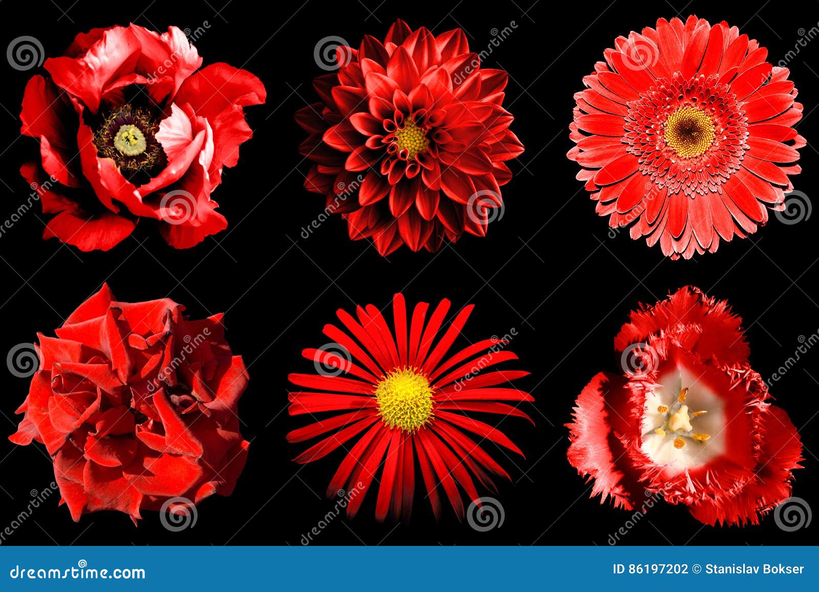Mix Collage of Red Flowers 6 in 1 Isolated Stock Photo - Image of ...