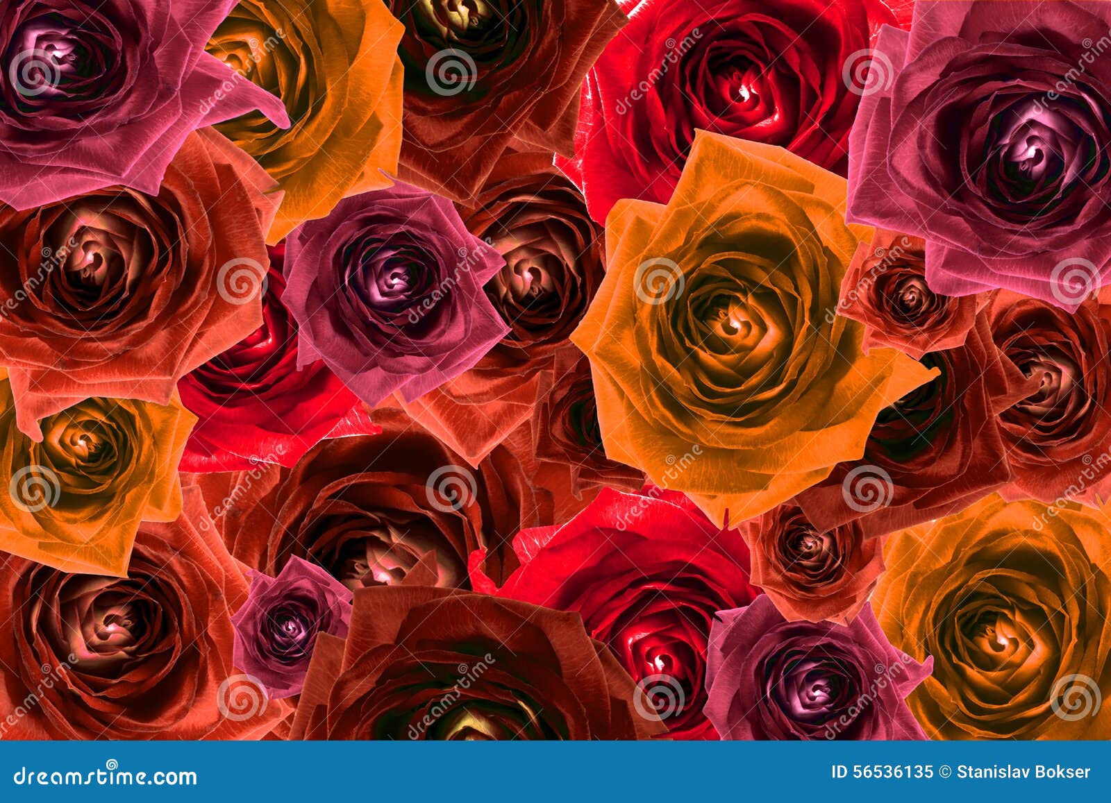 Mix Collage of Rose Flowers Background Filtered Stock Illustration ...